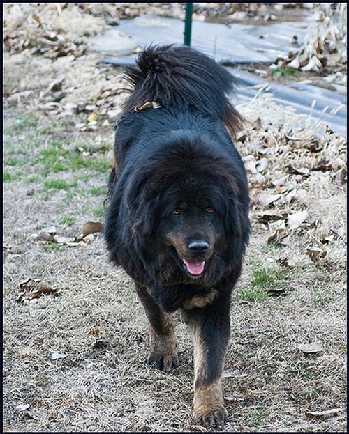 Jade's Rescue Success Story - Tibetan Mastiff Rescue, Inc.