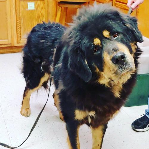 Tut's Rescue Success Story - Tibetan Mastiff Rescue, Inc.