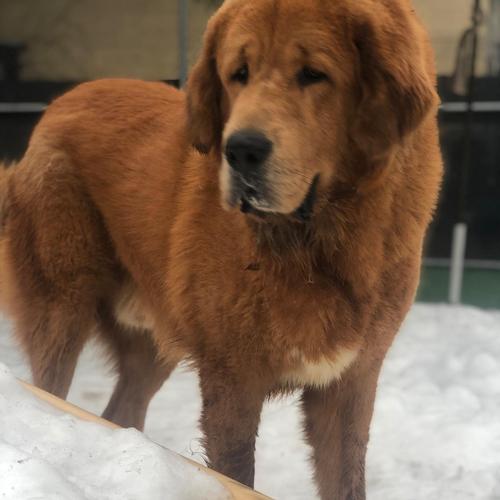 Tibetan Mastiff Golden Retriever Mix