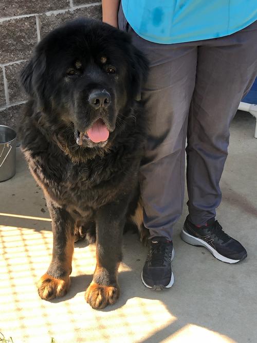 Malcolm - Tibetan Mastiff Rescue, Inc.