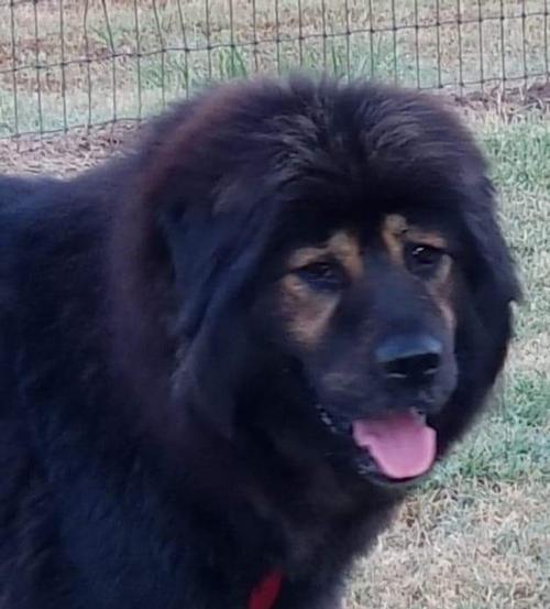 Reba - Tibetan Mastiff Rescue, Inc.