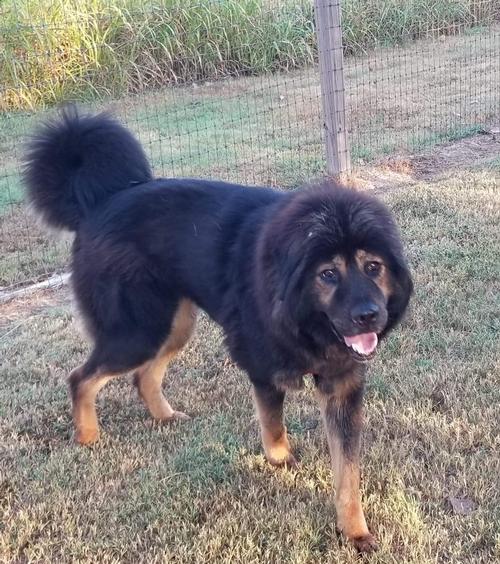 Reba - Tibetan Mastiff Rescue, Inc.