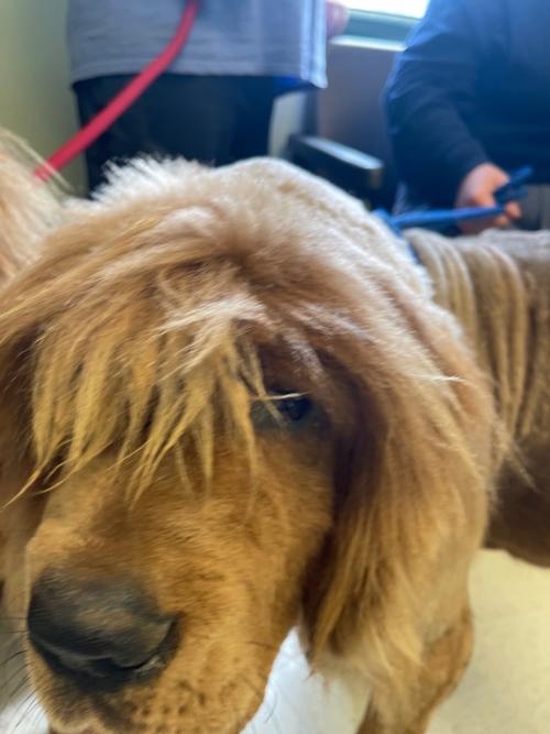 Hendrix - Tibetan Mastiff Rescue, Inc.