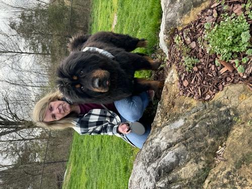 Nate - Tibetan Mastiff Rescue, Inc.