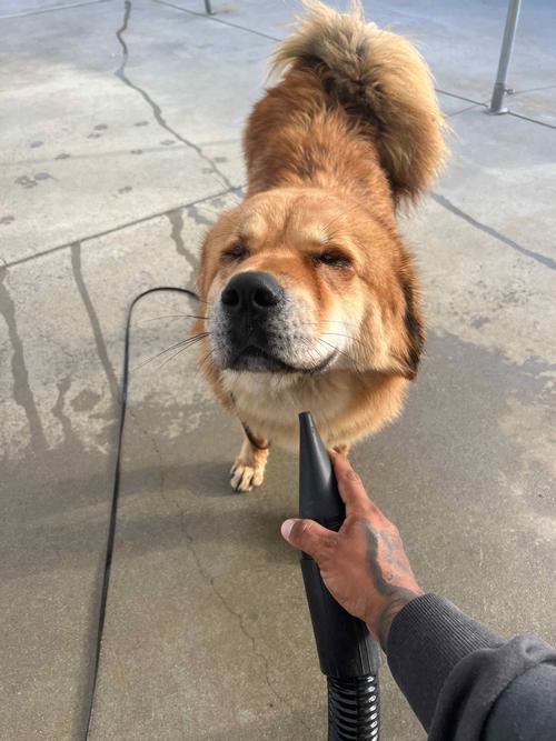 Alanis - Tibetan Mastiff Rescue, Inc.