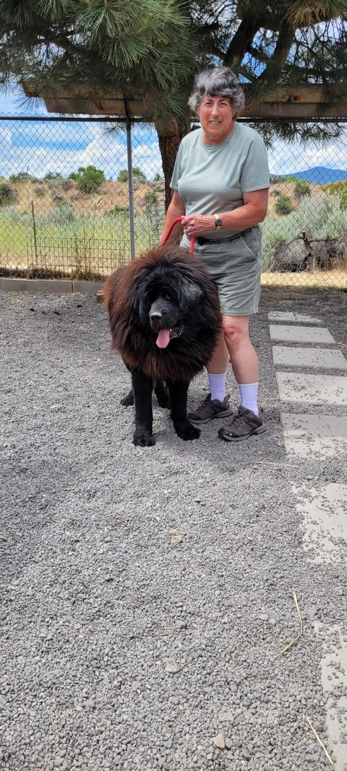 Angus - Tibetan Mastiff Rescue, Inc.