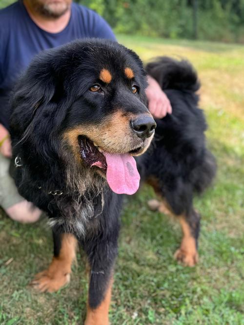 Sully - Tibetan Mastiff Rescue, Inc.