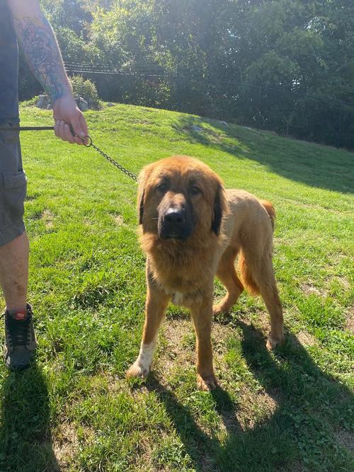 Maggie Mae's Rescue Success Story - Tibetan Mastiff Rescue, Inc.