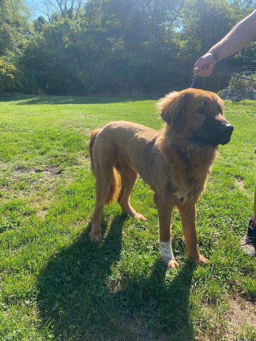 Maggie Mae's Rescue Success Story - Tibetan Mastiff Rescue, Inc.