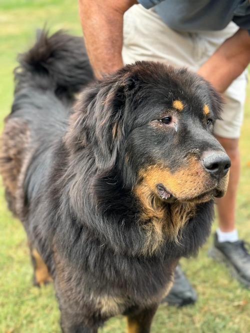Cyndi's Rescue Success Story - Tibetan Mastiff Rescue, Inc.