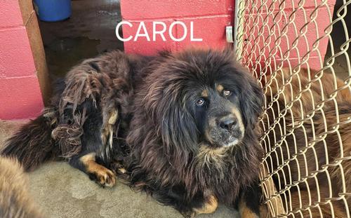 Carol's Rescue Success Story - Tibetan Mastiff Rescue, Inc.
