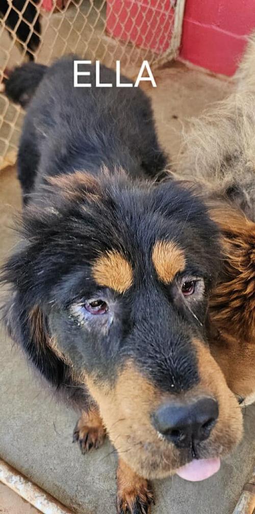 Ella - Tibetan Mastiff Rescue, Inc.