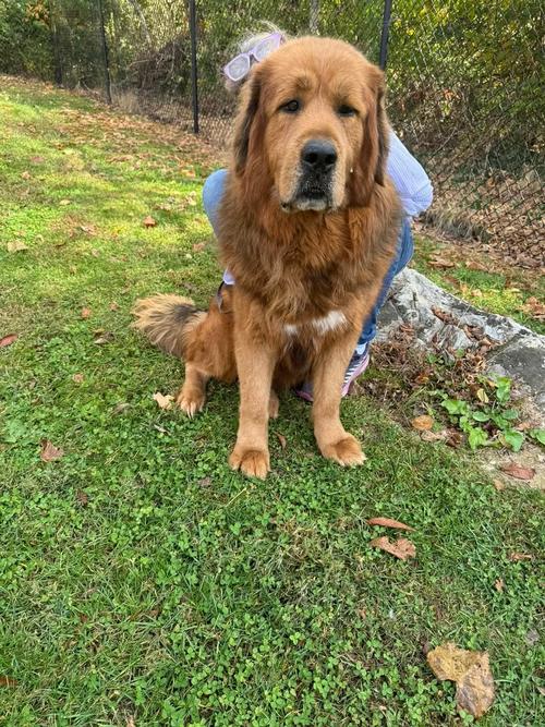 Tashi - Tibetan Mastiff Rescue, Inc.