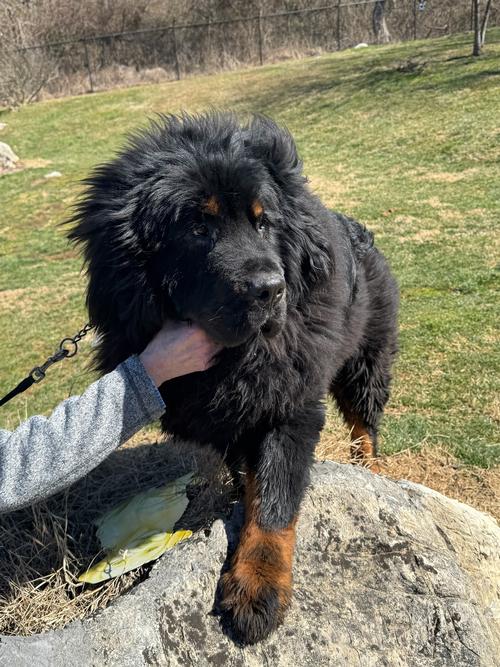 Blake - Tibetan Mastiff Rescue, Inc.